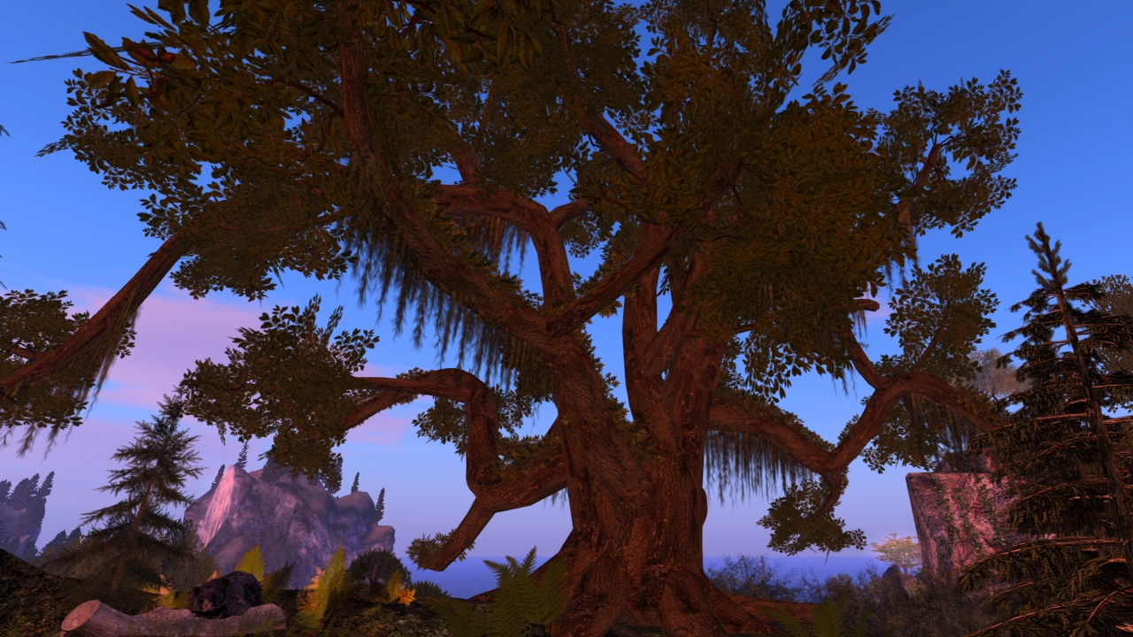 Gallery - The Old Forest